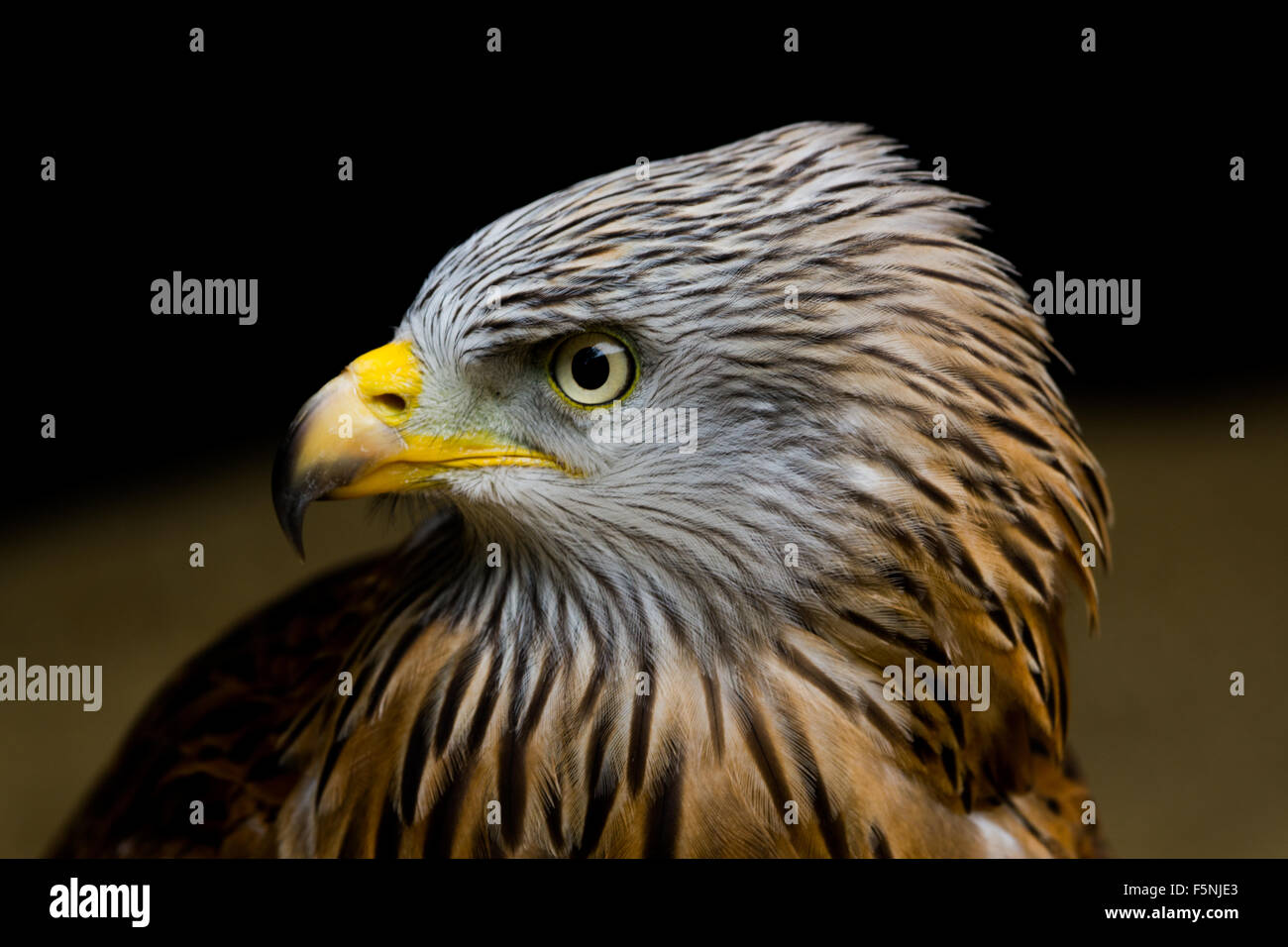 Red Kite Portrait Stock Photo - Alamy