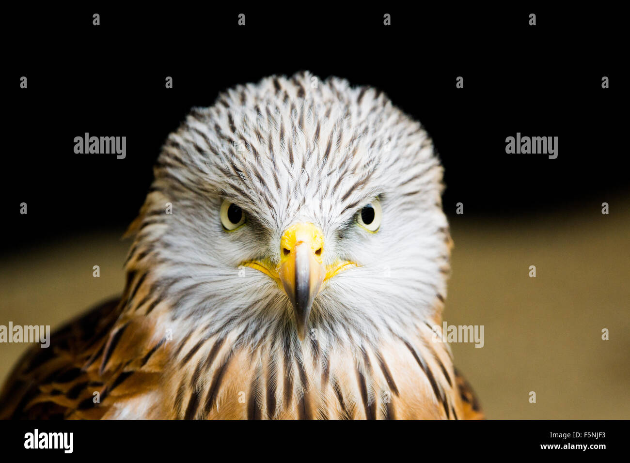 Red Kite Portrait Stock Photo - Alamy