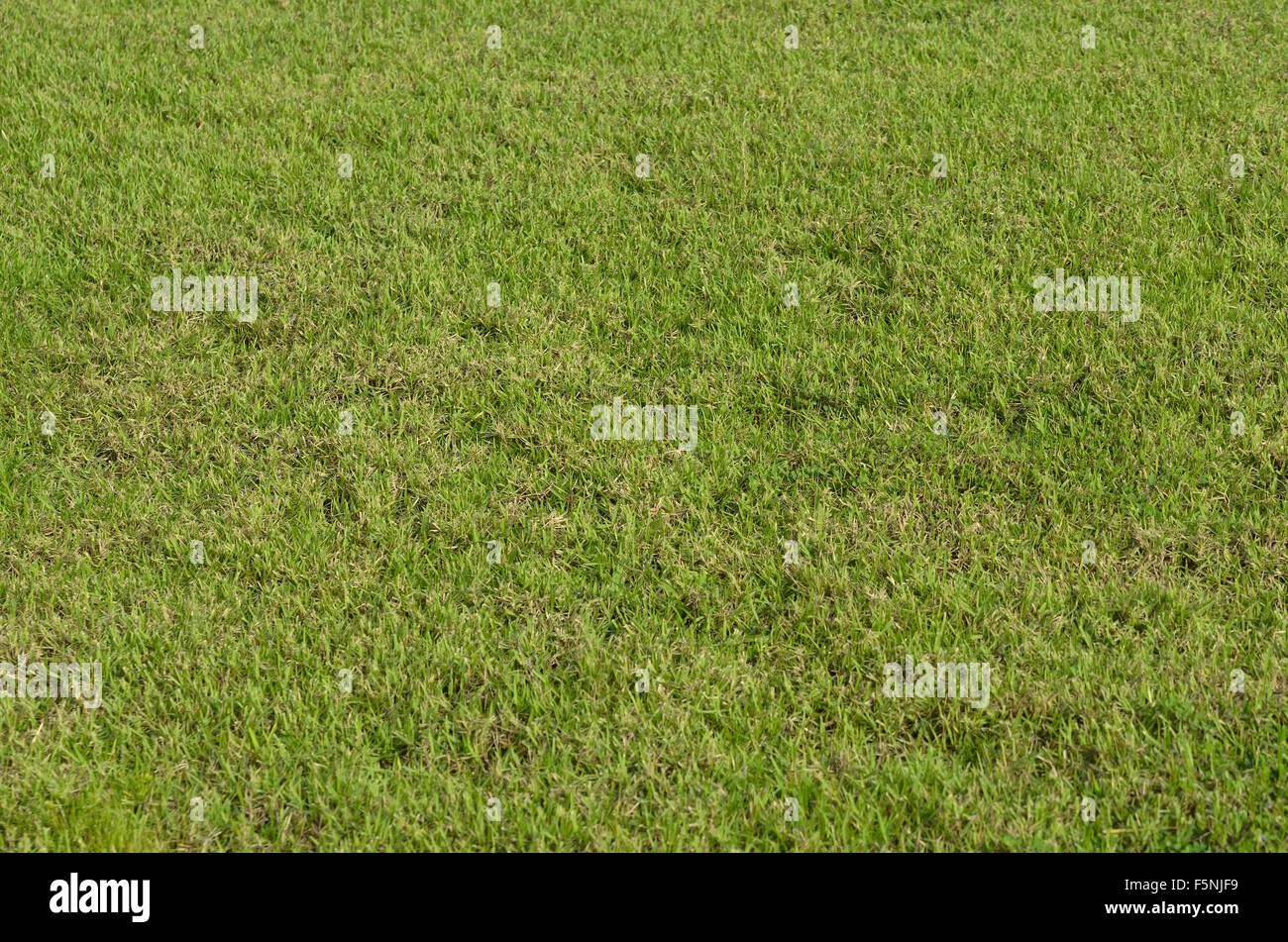 Green grass texture and bckground Stock Photo - Alamy