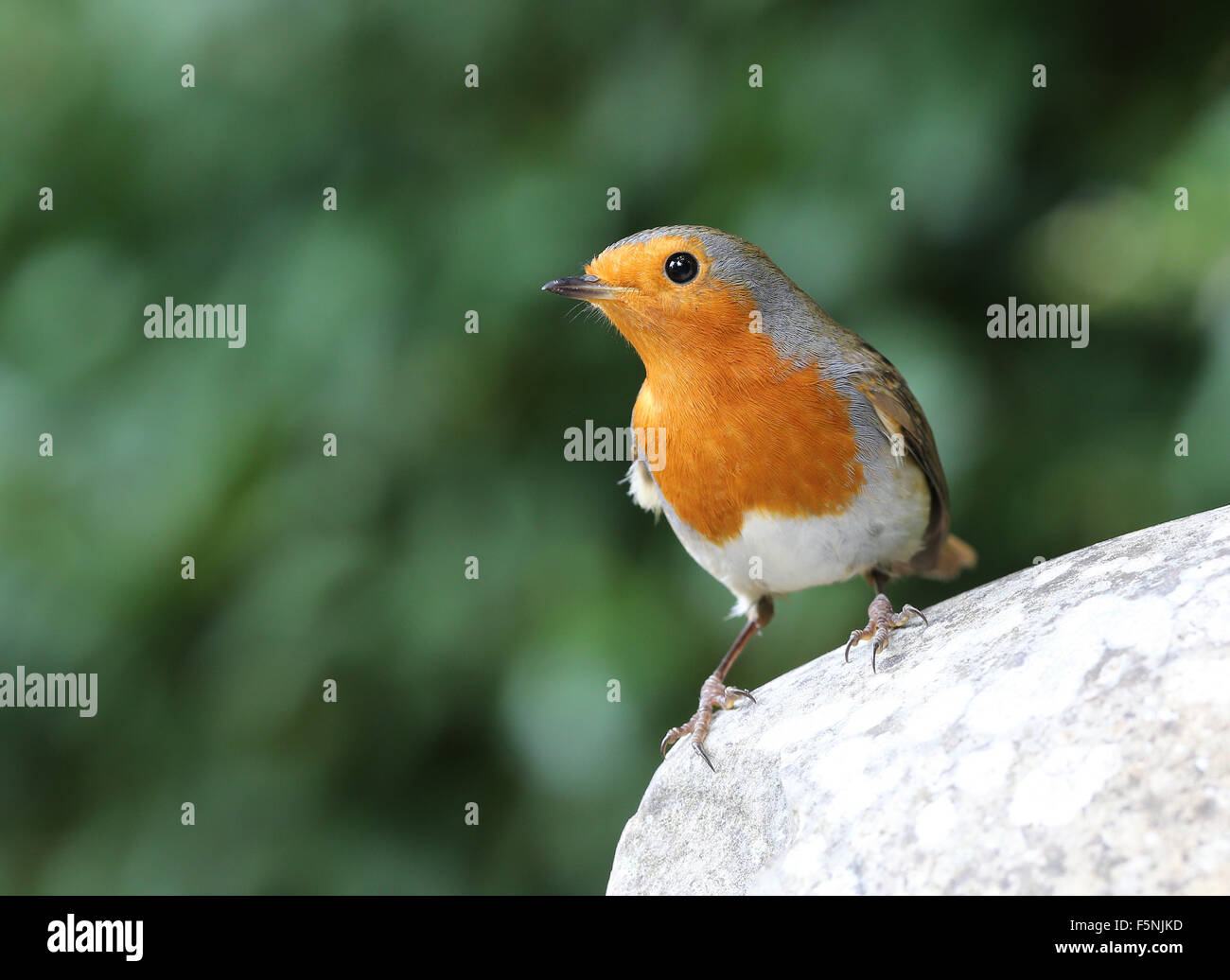 Rock robin hi-res stock photography and images - Alamy
