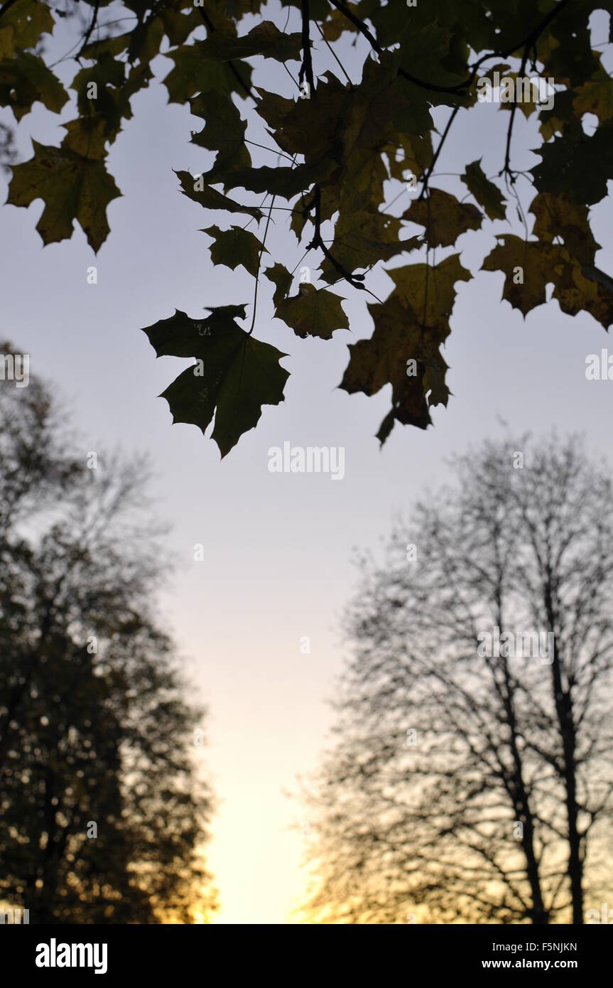 Trees while sunset Stock Photo - Alamy