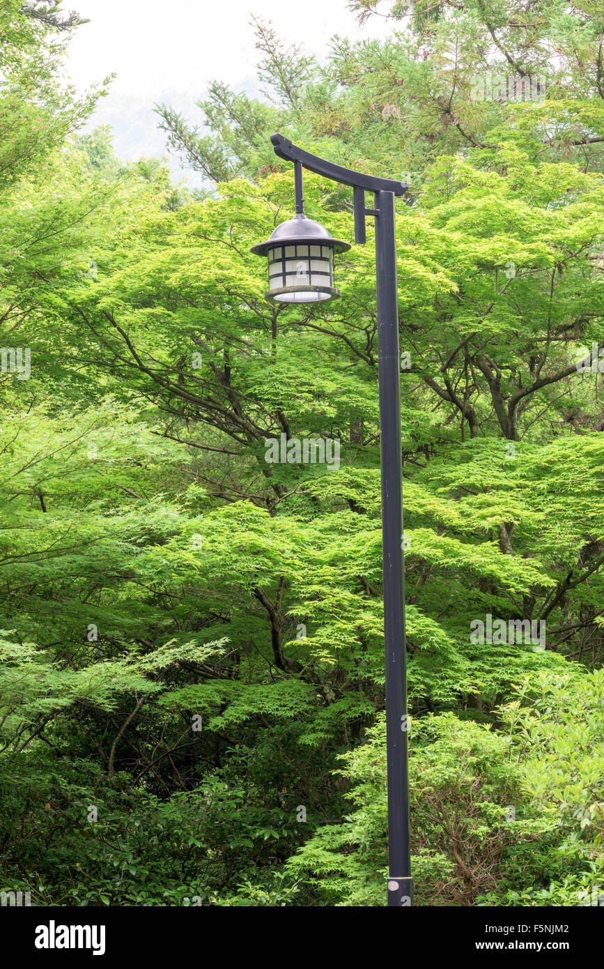 Light in a Japanese Maple forest Stock Photo - Alamy