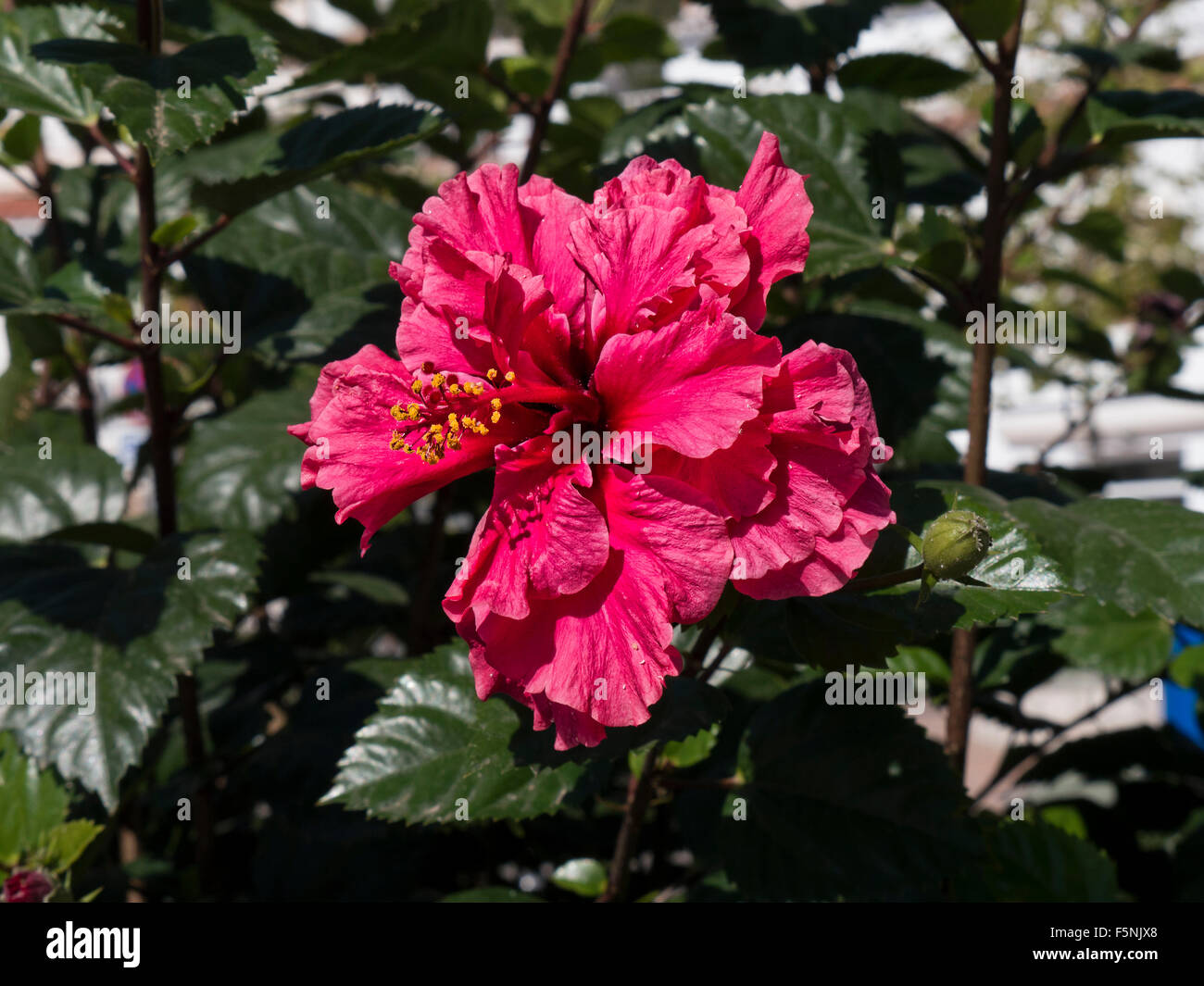 Hibiscus Flower in Mijas in Southern Spain Stock Photo - Alamy