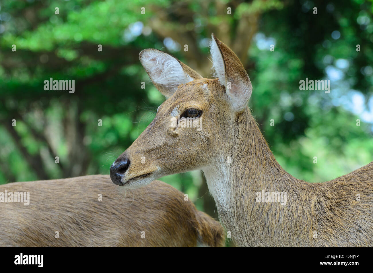 Eld's deer also known as the thamin or brow-antlered deer Stock Photo ...
