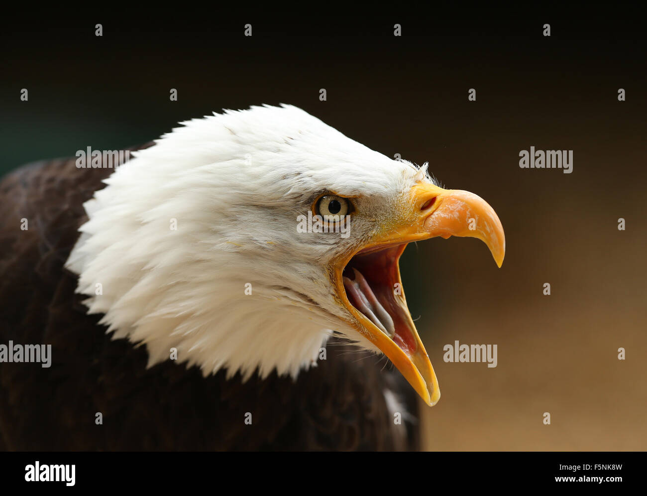 Portrait of a Bald Eagle calling Stock Photo - Alamy