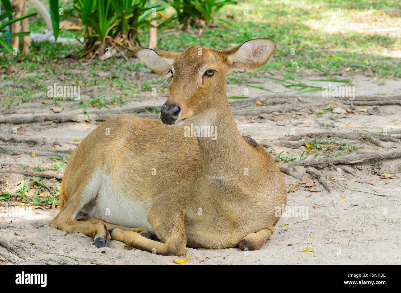Eld's deer also known as the thamin or brow-antlered deer Stock Photo ...