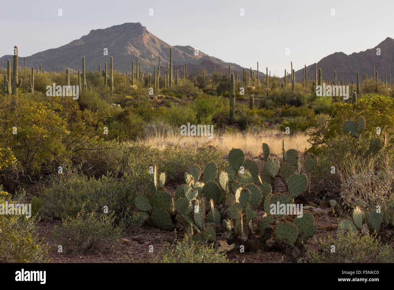 Desert Landscape in Evening Light Stock Photo - Alamy