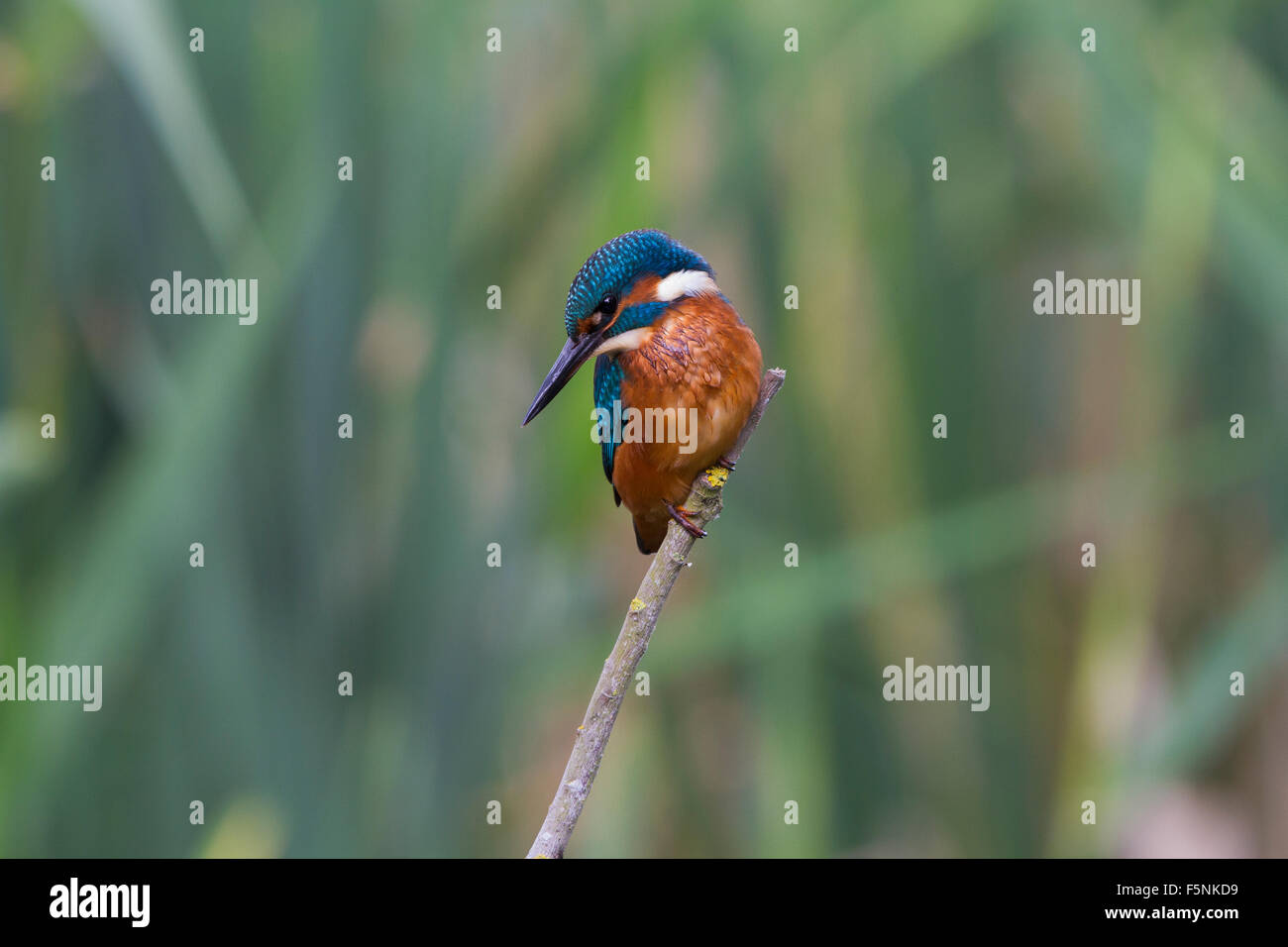 End of twig hi-res stock photography and images - Alamy