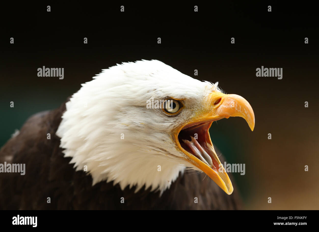 Portrait of a Bald Eagle calling Stock Photo - Alamy