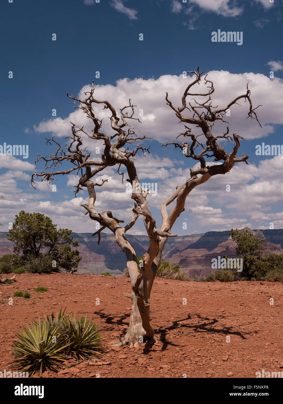 Trunk of a dead piñon tree, Pack train heading up the South Kaibab ...