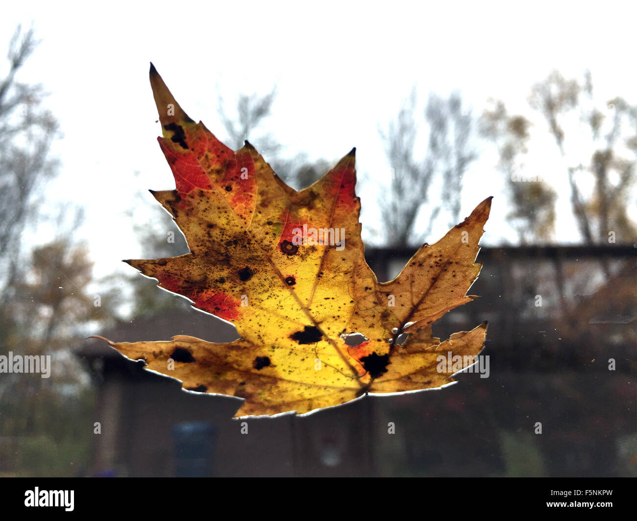 Stuck to glass hi-res stock photography and images - Alamy