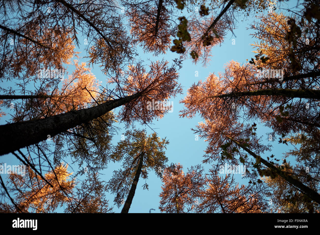 Straight up vertical view hi-res stock photography and images - Alamy