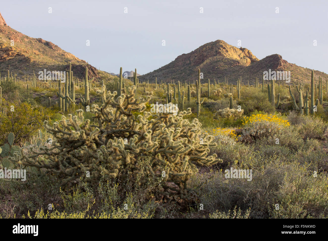 Desert Landscape in Evening Light Stock Photo - Alamy