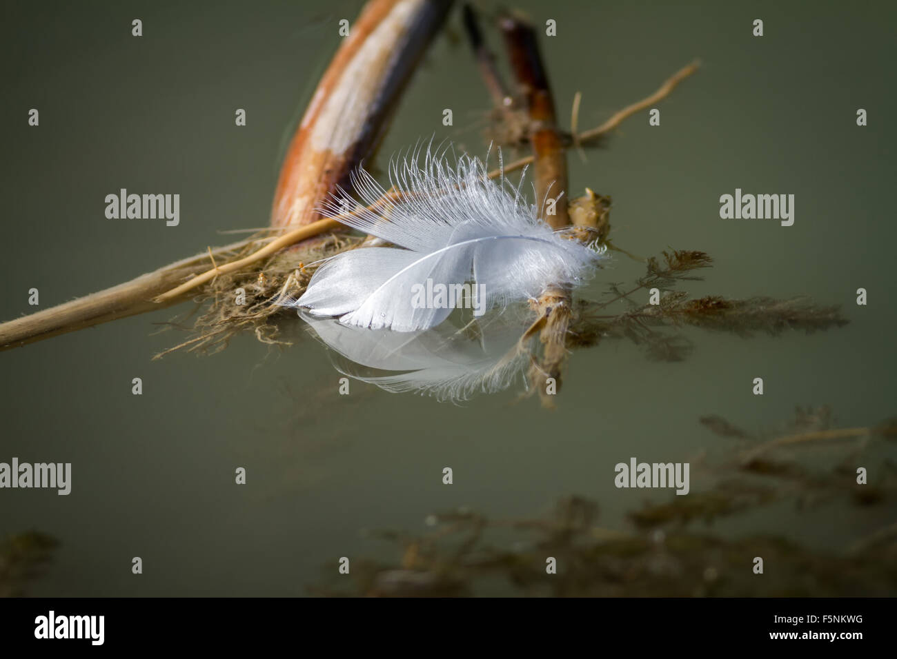 Small plume in the water Stock Photo - Alamy