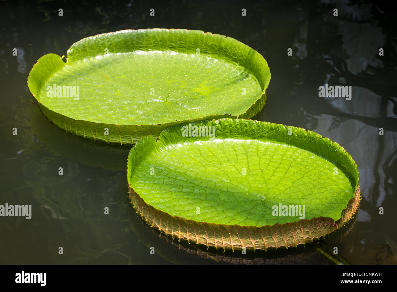 Lotus leaf hi-res stock photography and images - Alamy