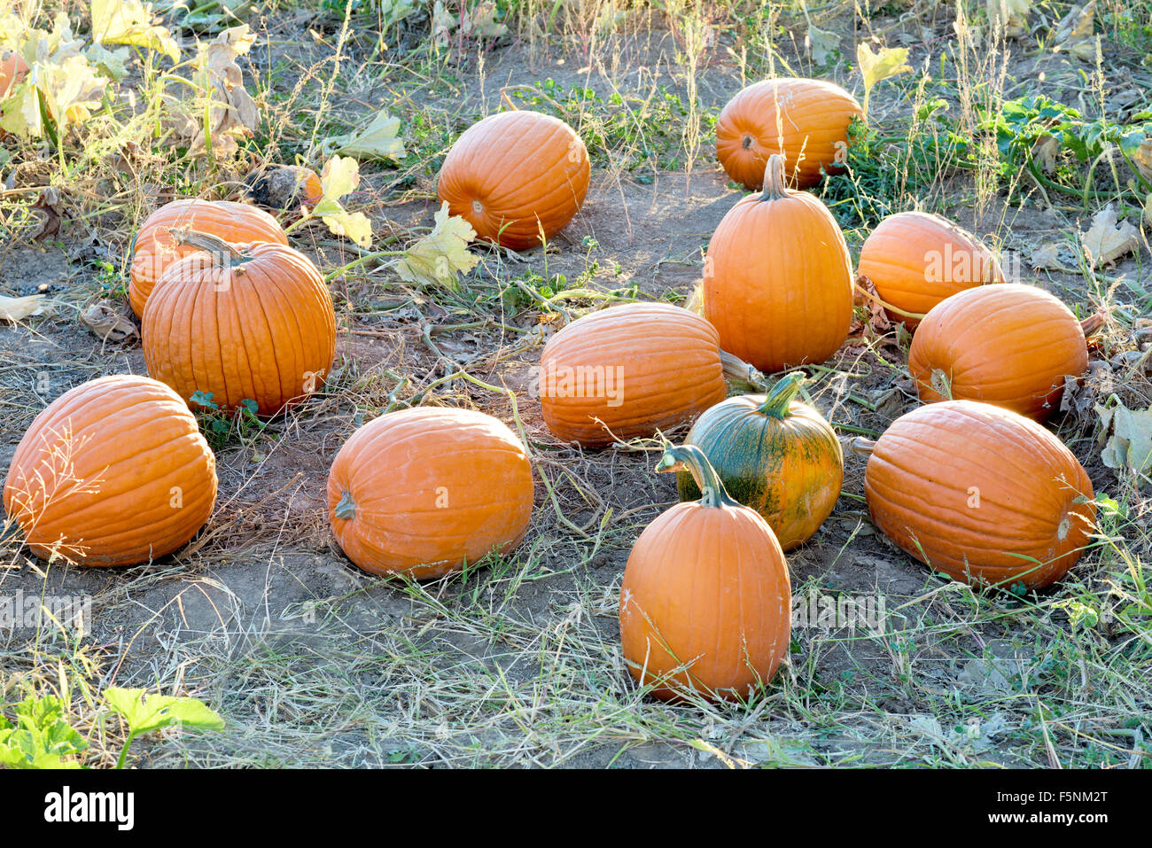 Pumpkins in sun hi-res stock photography and images - Alamy
