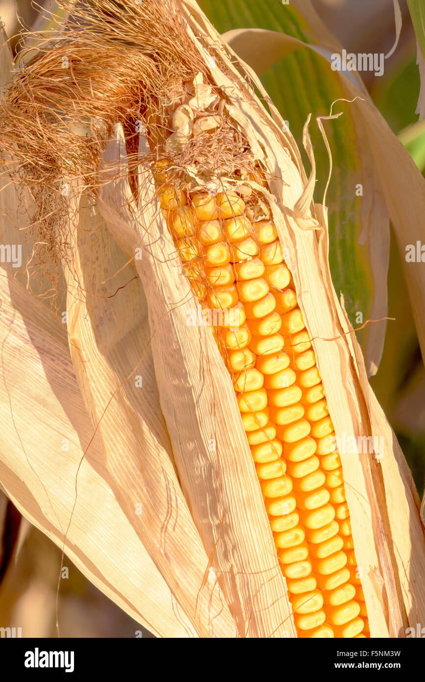 Ear of corn in a farmers crops Stock Photo - Alamy