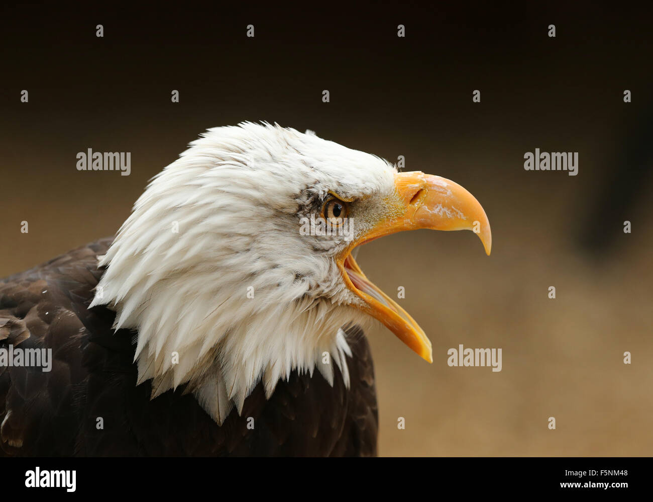 Portrait of a Bald Eagle calling Stock Photo - Alamy