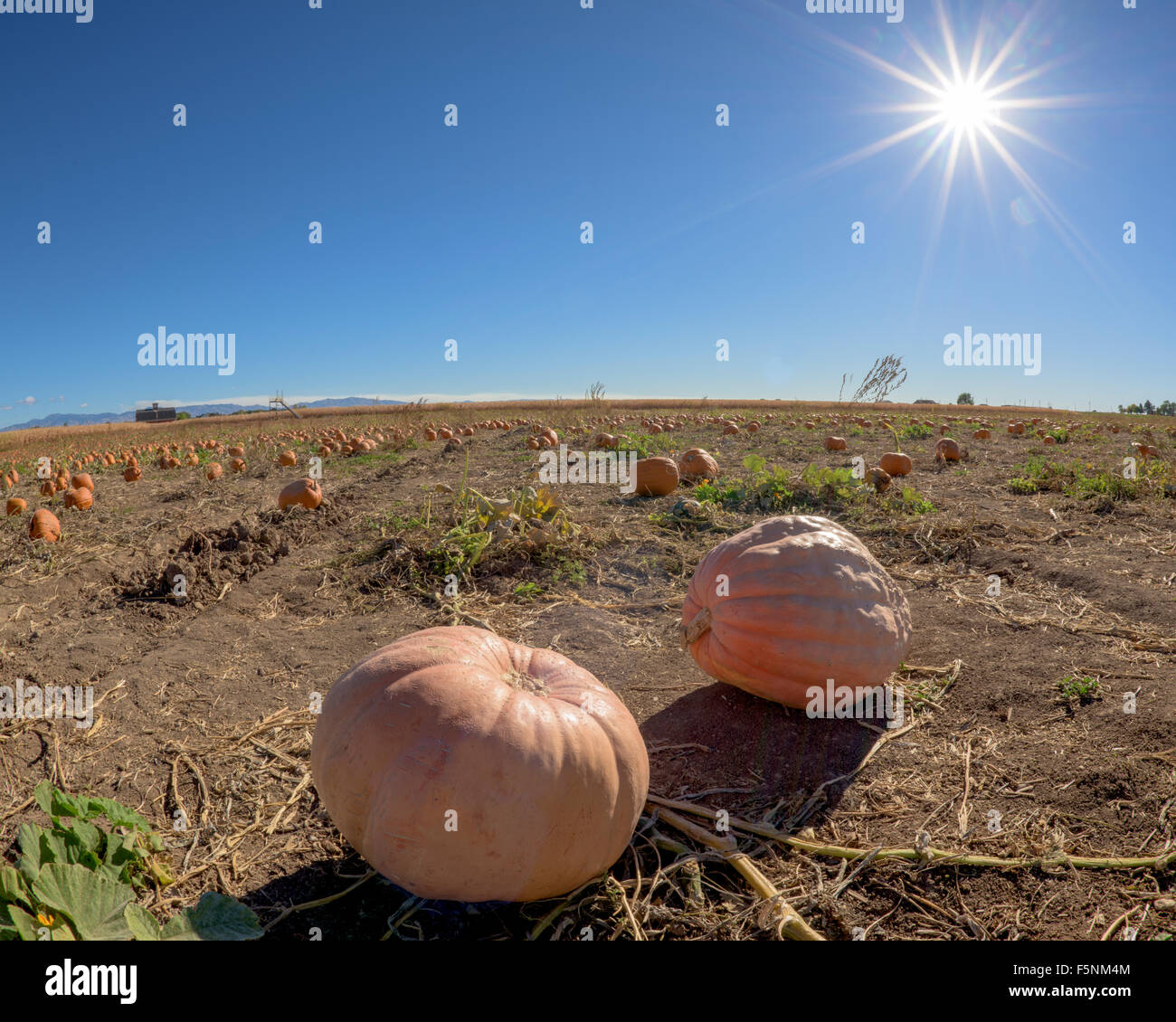 Pumpkins in sun hi-res stock photography and images - Alamy