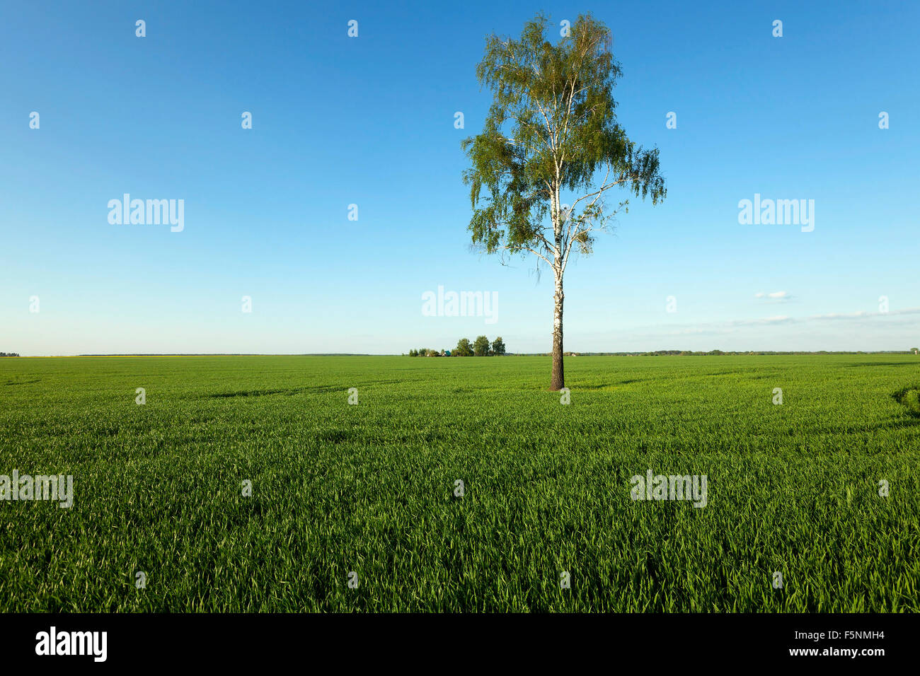 tree in the field Stock Photo - Alamy