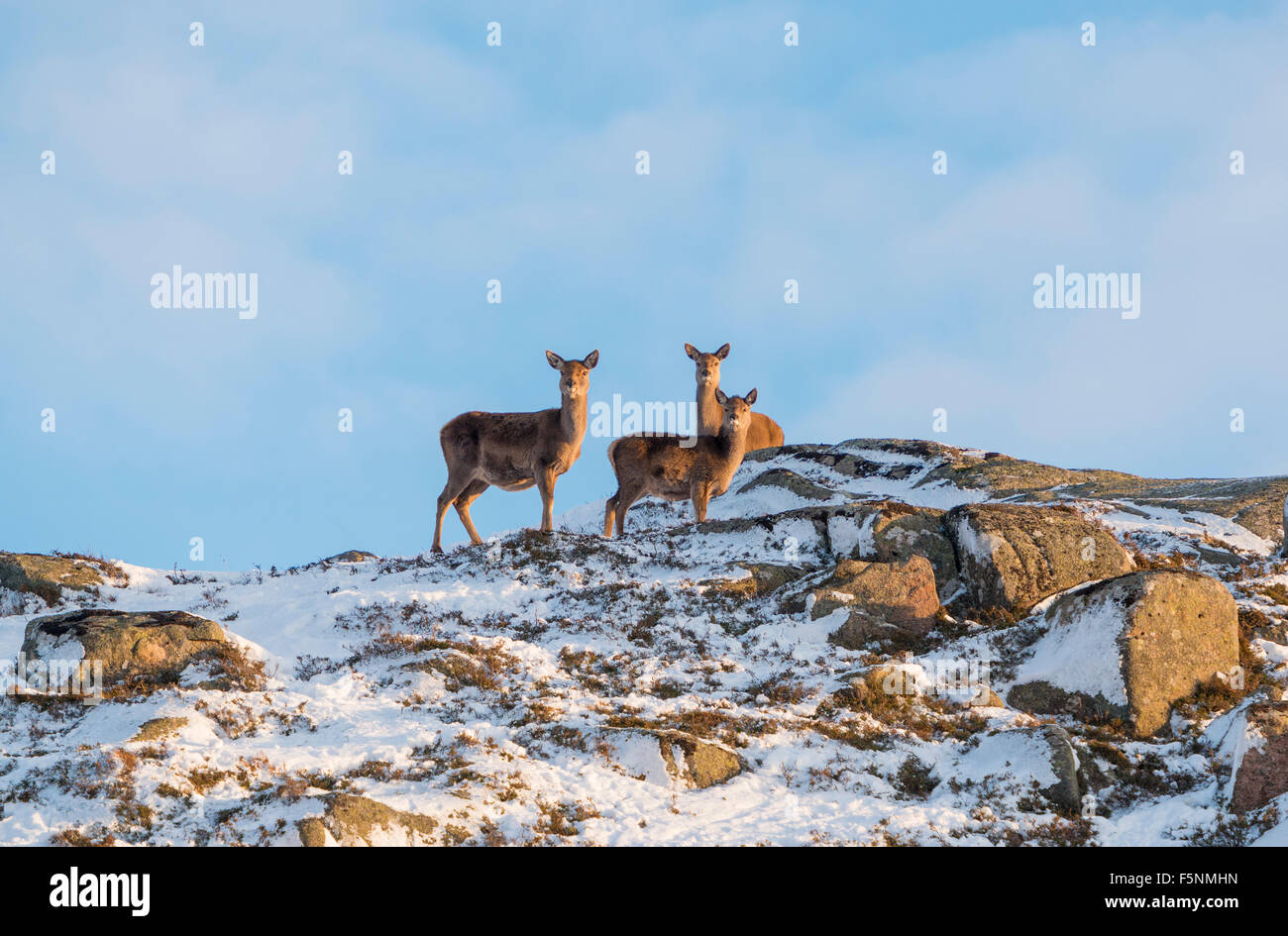 Stalking deer hi-res stock photography and images - Alamy