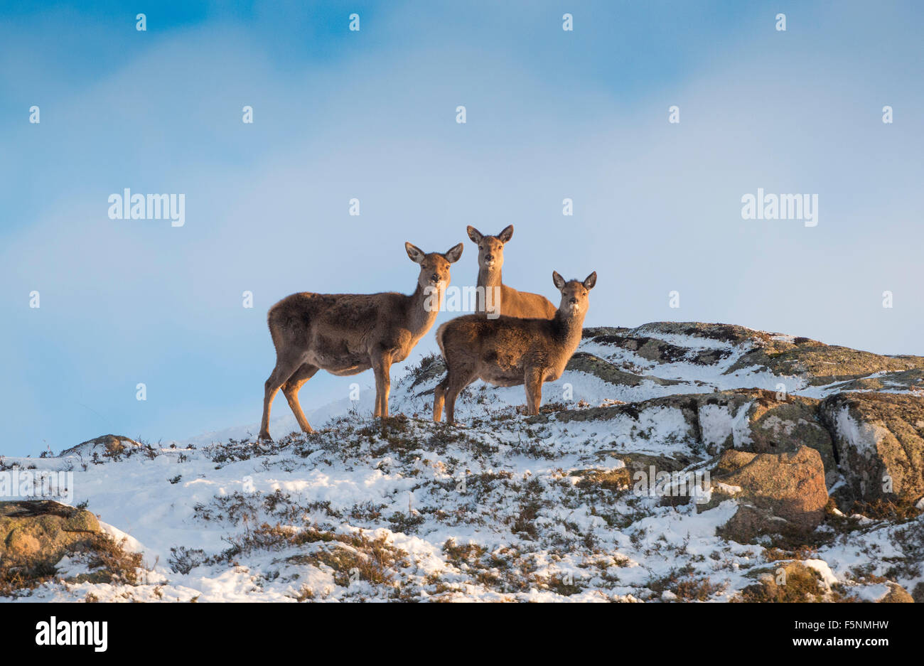 Scotland roe deer doe highland hi-res stock photography and images - Alamy
