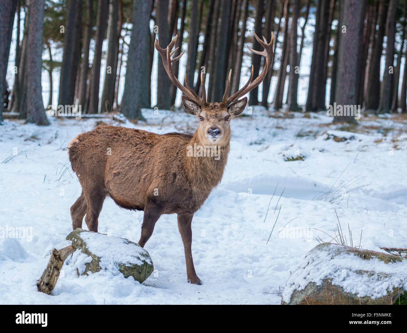 Scotland roe deer doe highland hi-res stock photography and images - Alamy