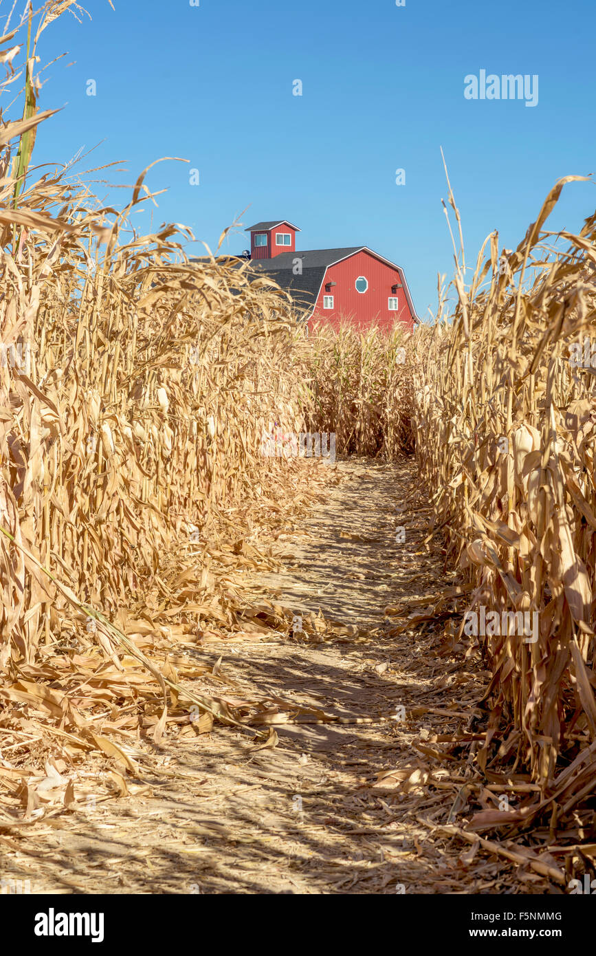 Corn maze hi-res stock photography and images - Alamy