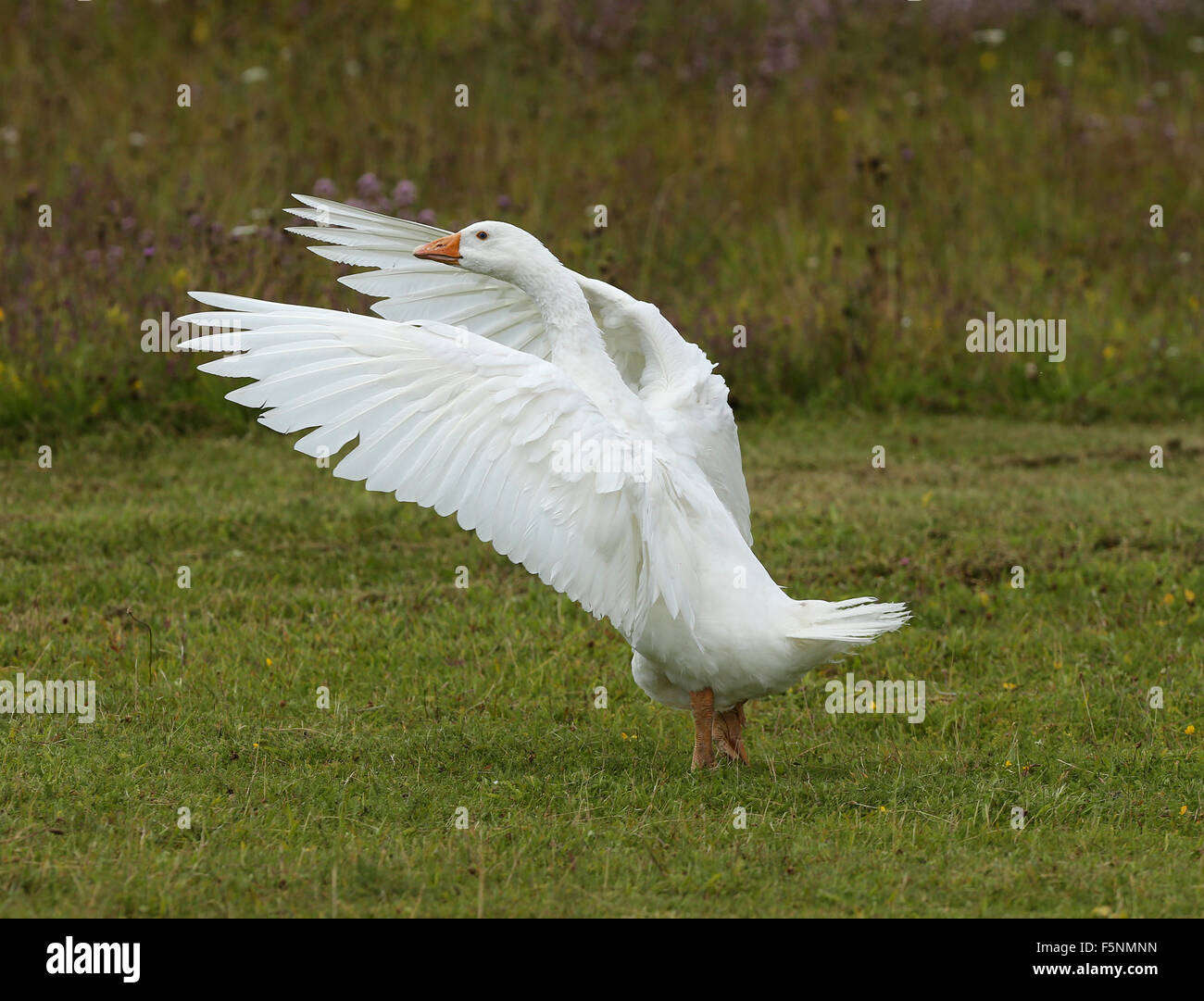 Close up of a White Goose Stock Photo - Alamy