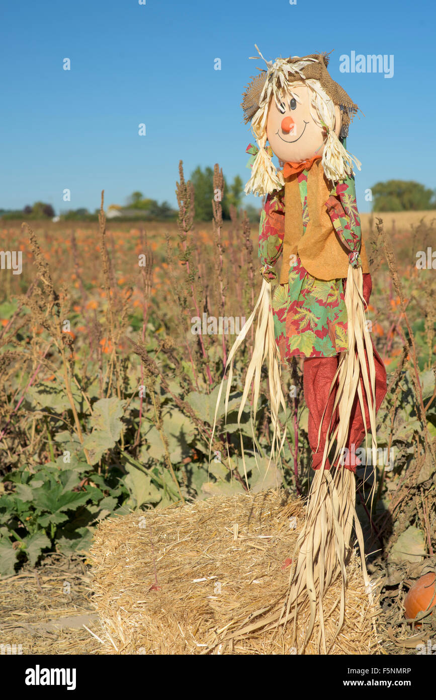 Scarecrow corn farm hi-res stock photography and images - Alamy