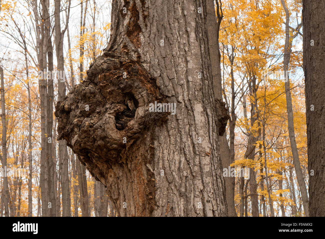diseased tree with burr Stock Photo - Alamy