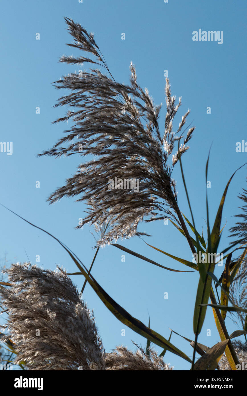 Invasive ornamental hi-res stock photography and images - Alamy