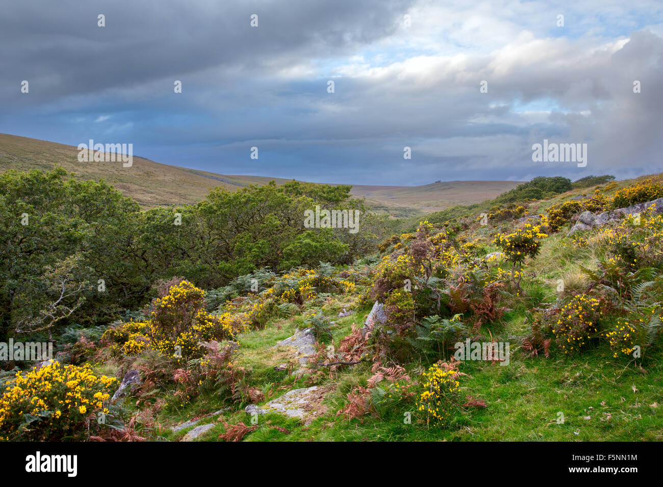 Moorland just above Wistmans wood with views towards Crow Tor Dartmoor ...