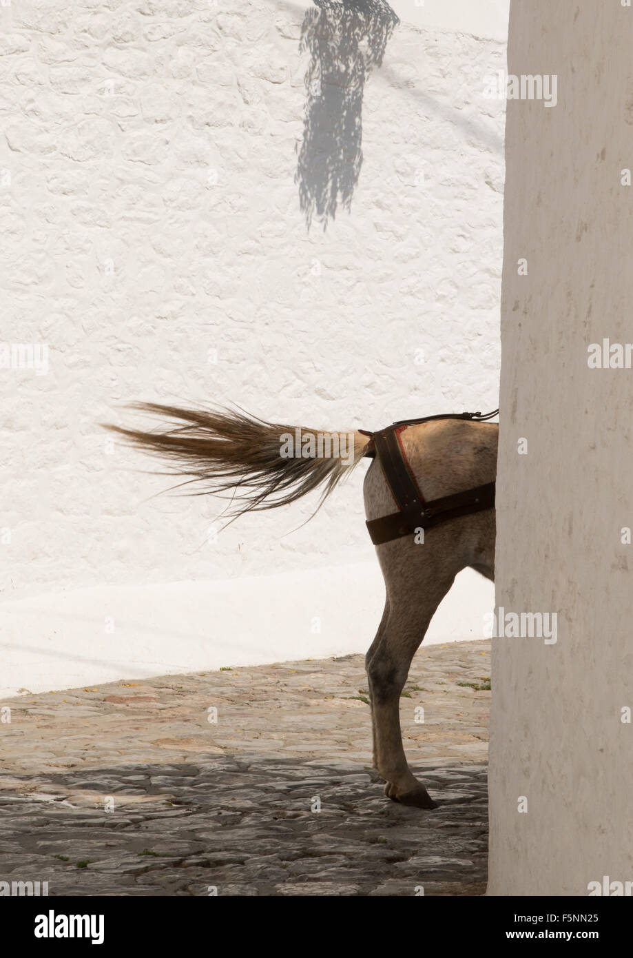 Mule in greece hi-res stock photography and images - Alamy