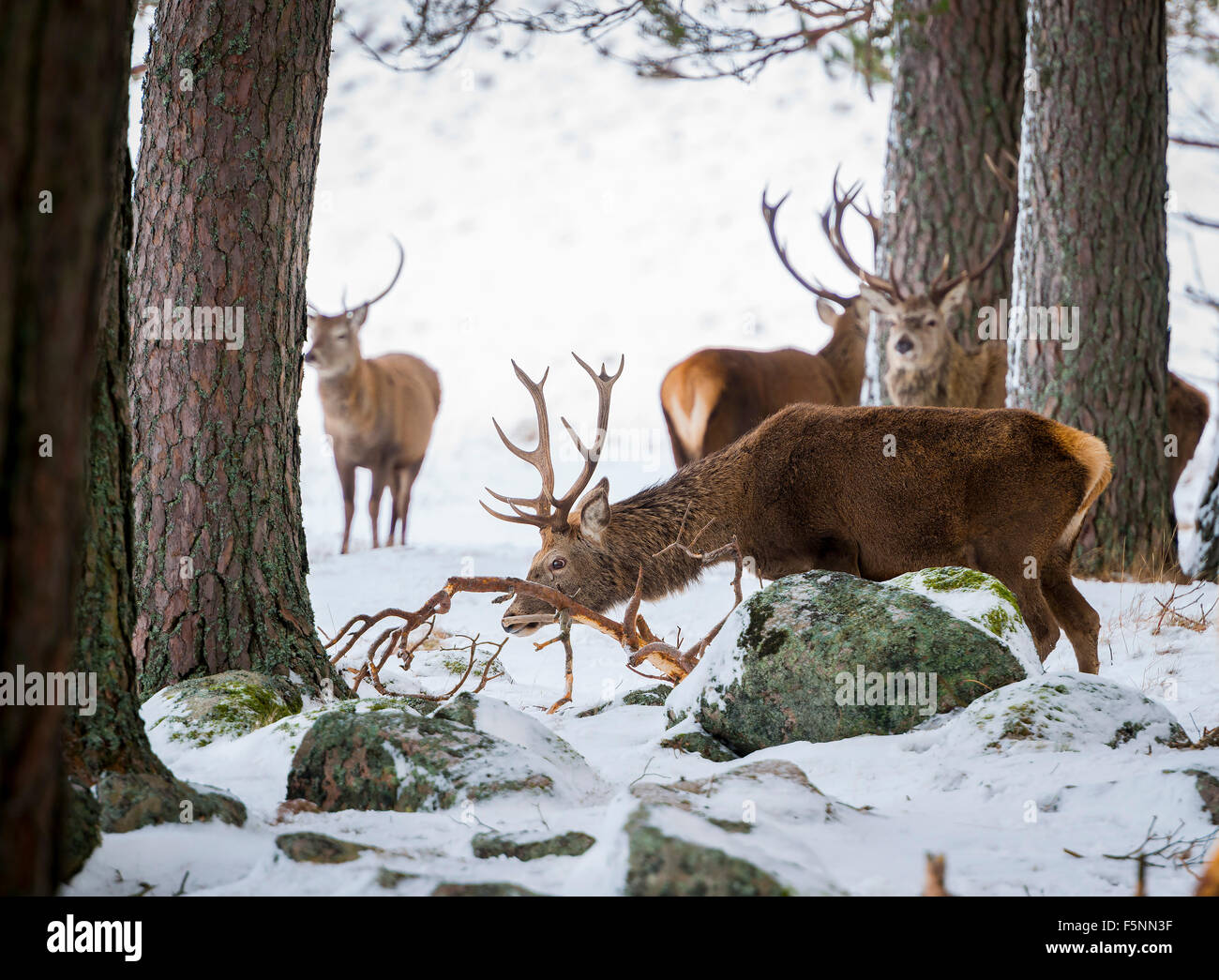 Mountain deer hi-res stock photography and images - Alamy