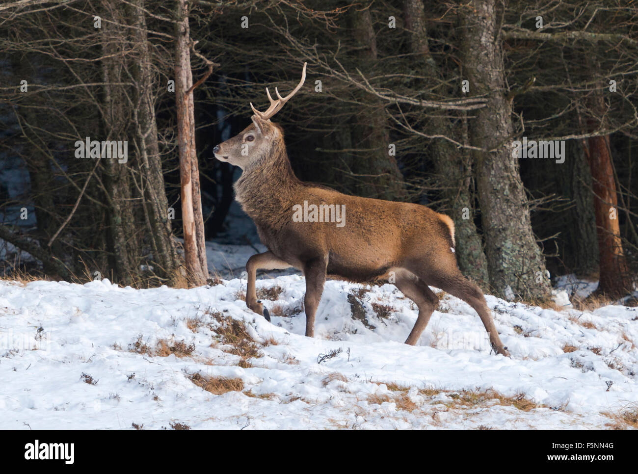 Red DeerRed Deer Stock Photo - Alamy