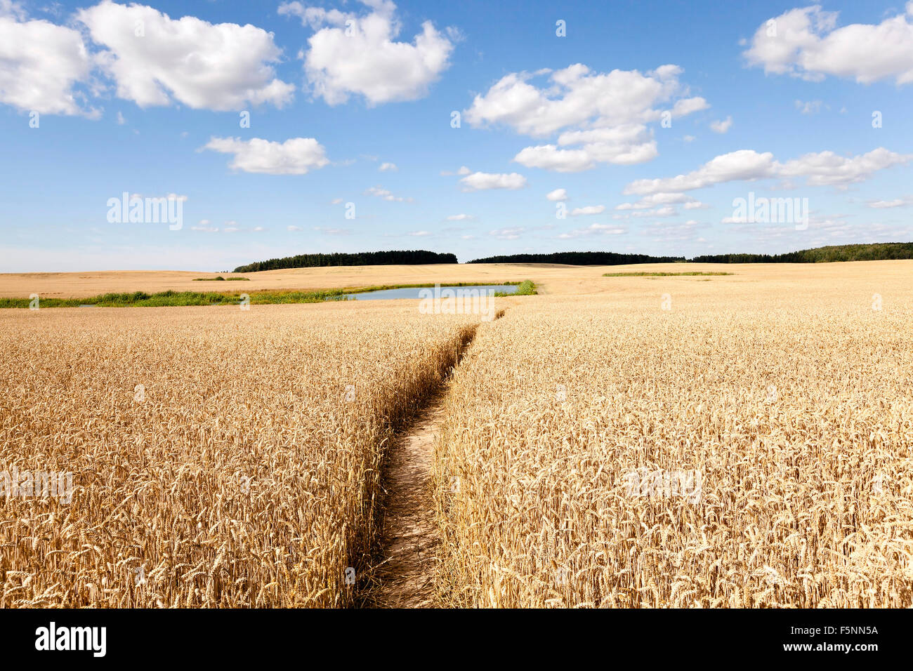path in the field Stock Photo - Alamy