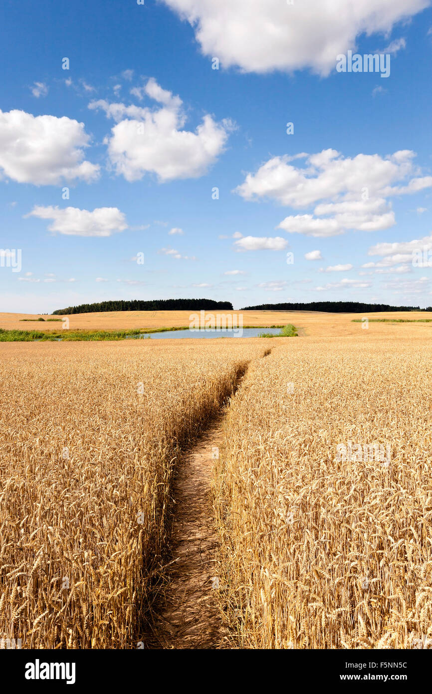 path in the field Stock Photo - Alamy