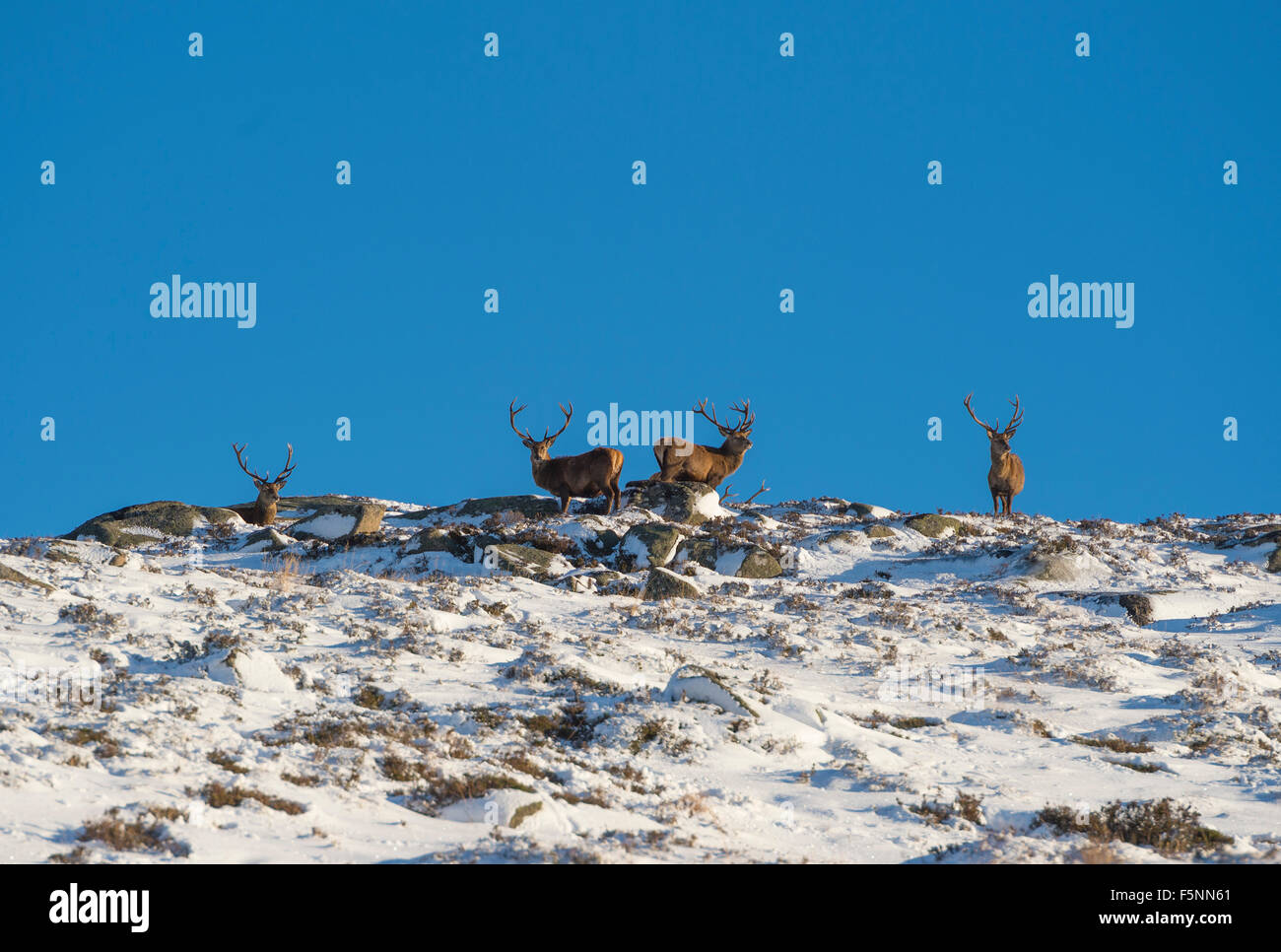 Scottish stags hi-res stock photography and images - Alamy