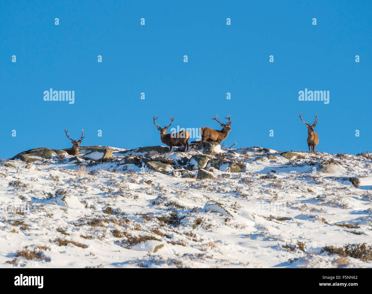 Red stag deer skin hi-res stock photography and images - Alamy