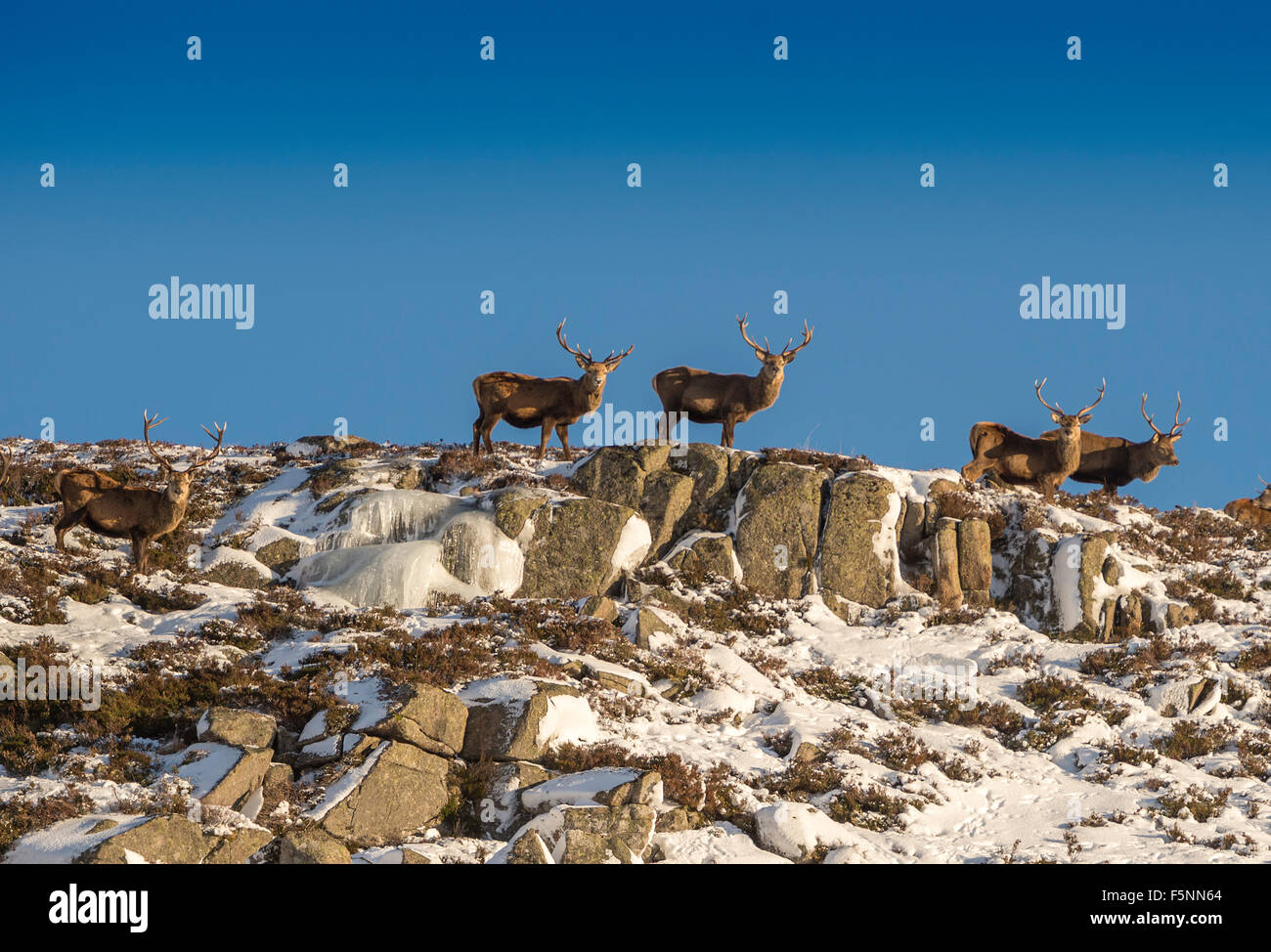 Deer culled hi-res stock photography and images - Alamy