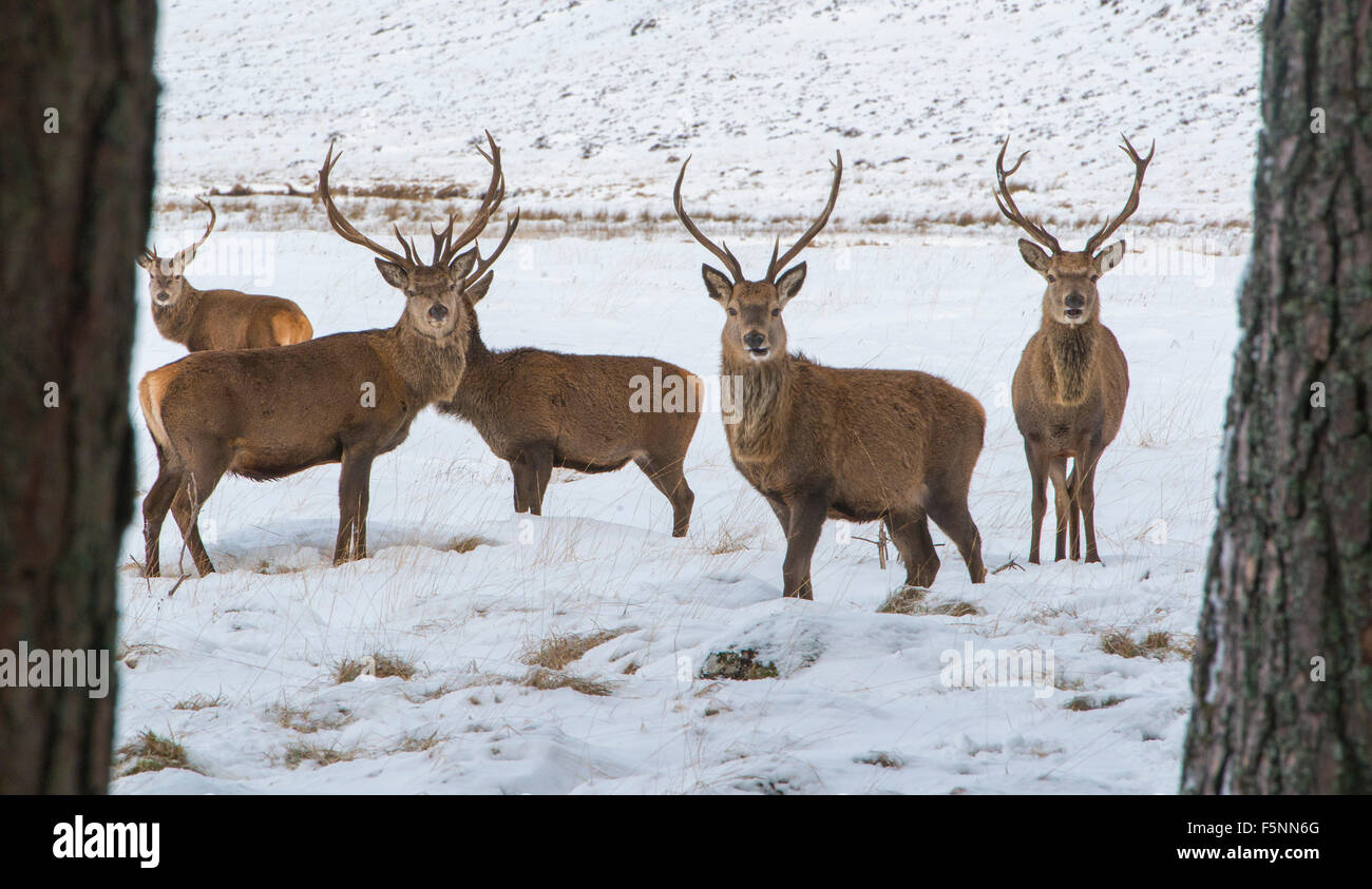 Red Deer in Scotland Stock Photo - Alamy