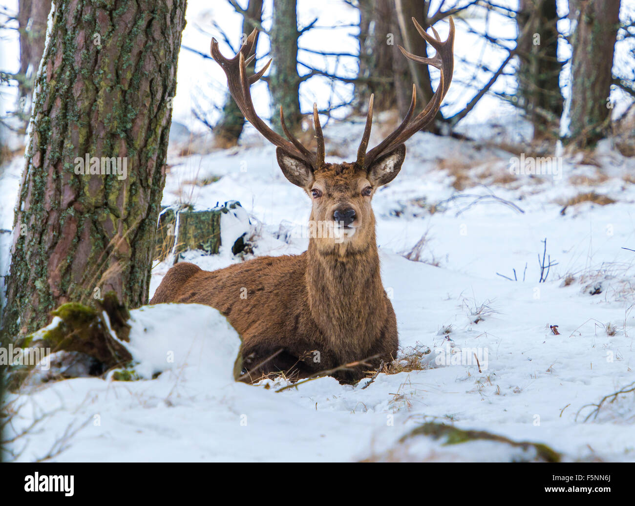 Red Deer in Scotland Stock Photo - Alamy