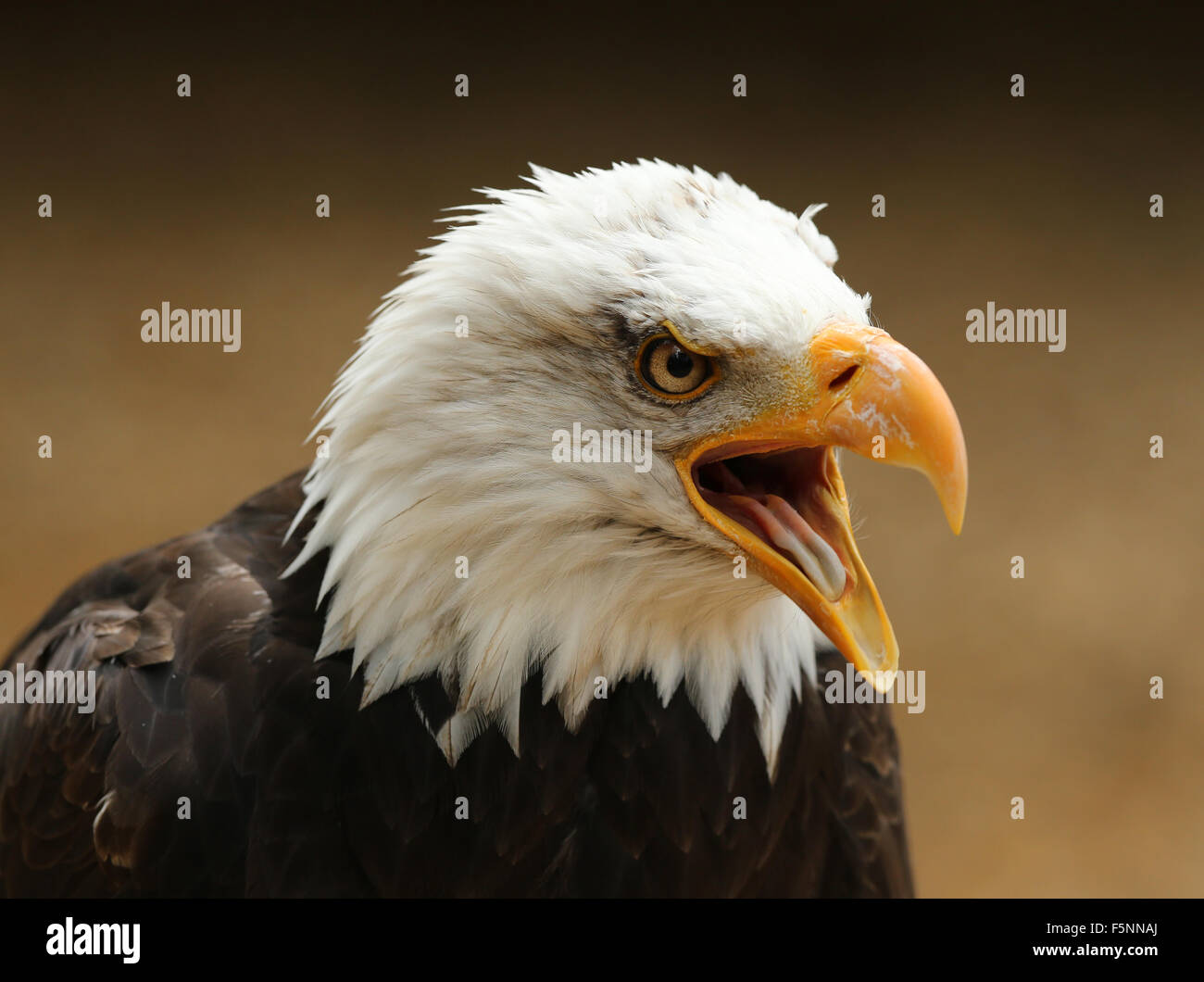 Calling symbol hi-res stock photography and images - Alamy