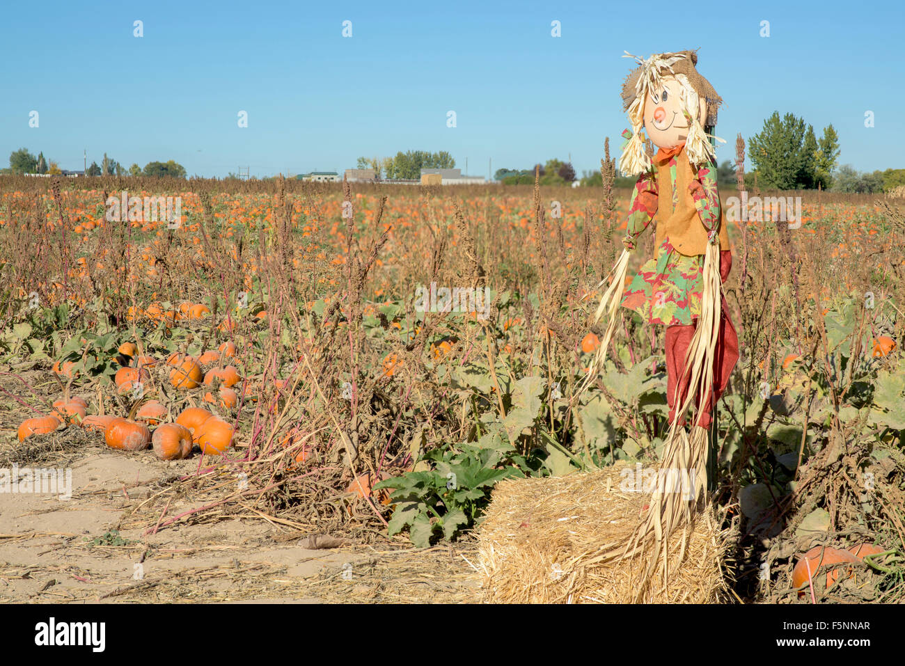 Happy crow hi-res stock photography and images - Alamy