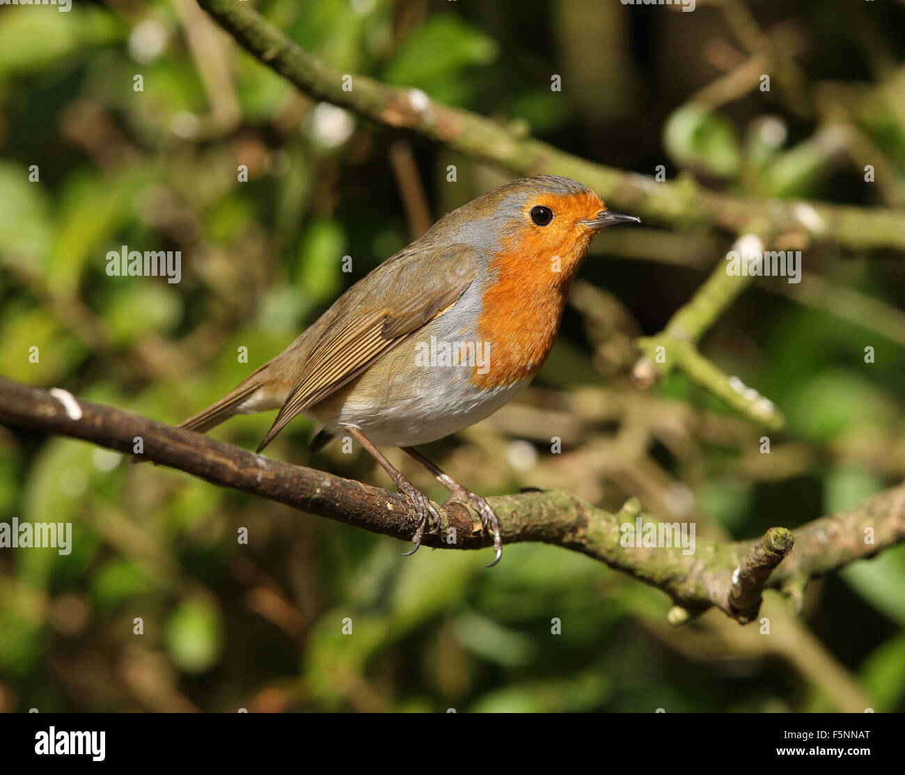 Portrait of a Robin Stock Photo - Alamy