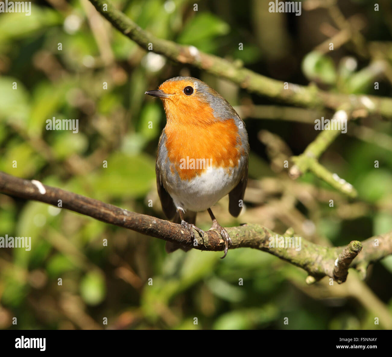 Portrait of a Robin Stock Photo - Alamy