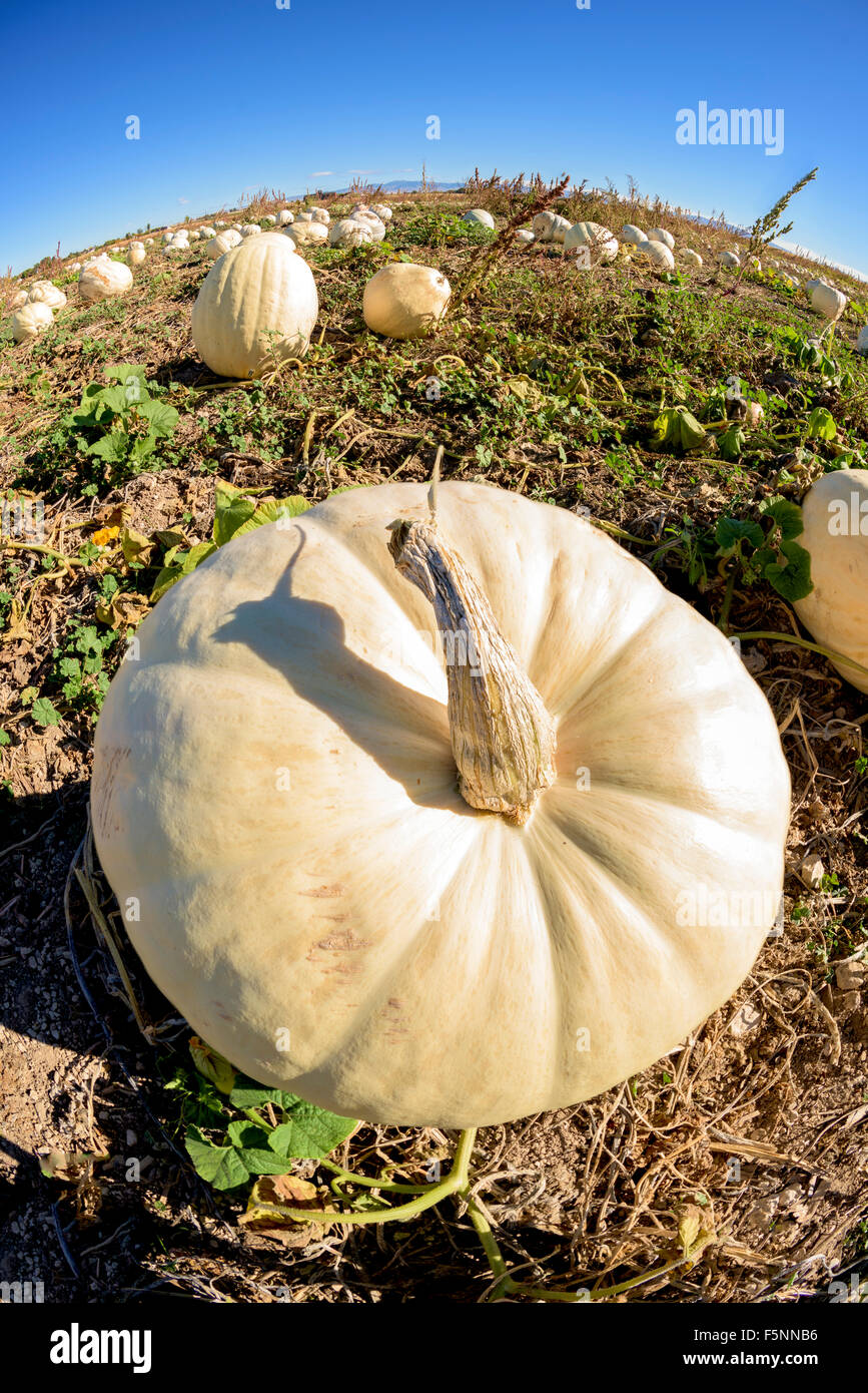 Unique white pumpkin in a farmers field Stock Photo - Alamy