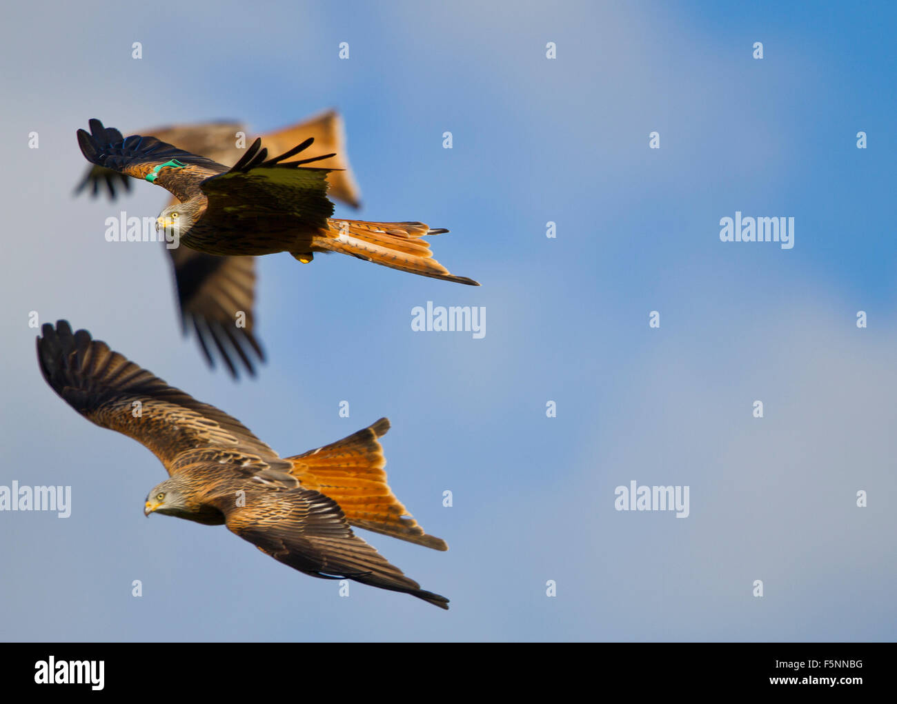 Red Kites, Gigrin Farm, Powys Stock Photo - Alamy