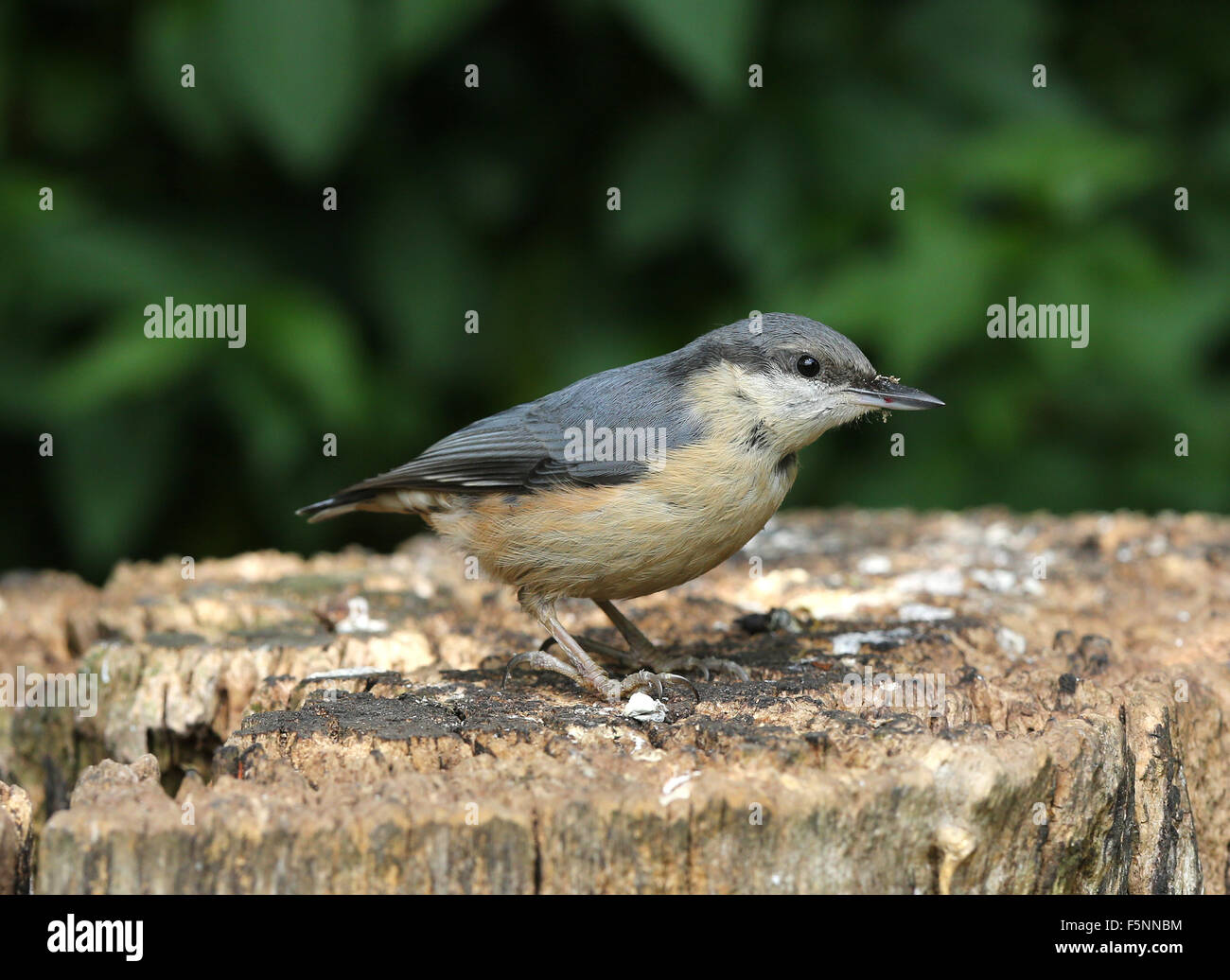 Portrait of a Nuthatch on a tree stump Stock Photo - Alamy